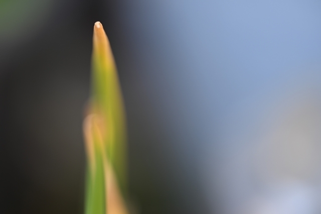 さきっぽ。: まーぼうのブログ